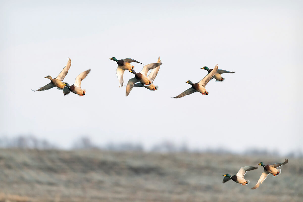 Virginia Waterfowl Hunting: A Journey Through Time - DuckGuide.com